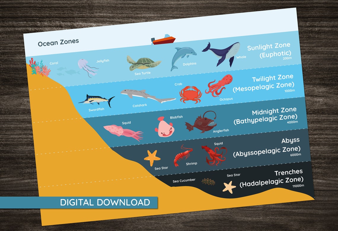 Oceans Zones Learning Pack Educational Learning Geography Biology ...