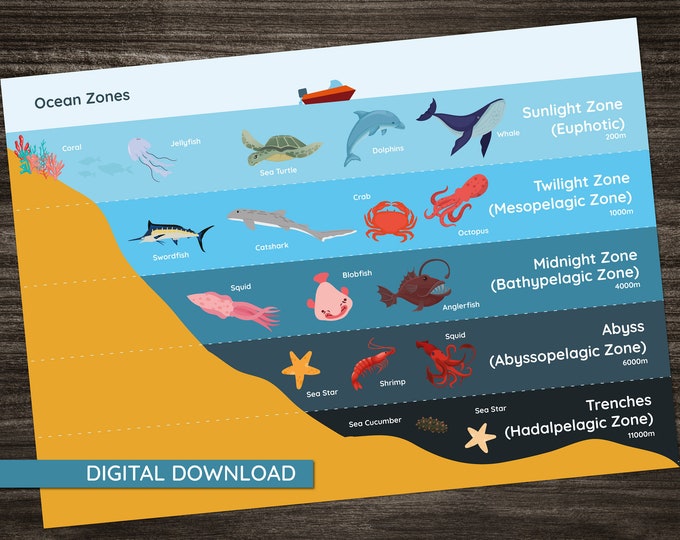 Educational Ocean Poster Ocean Zones and the Creatures That Live There ...