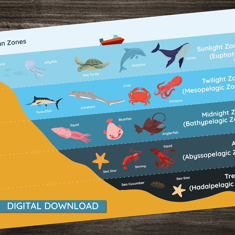 Ocean Ecosystem Posters - Etsy