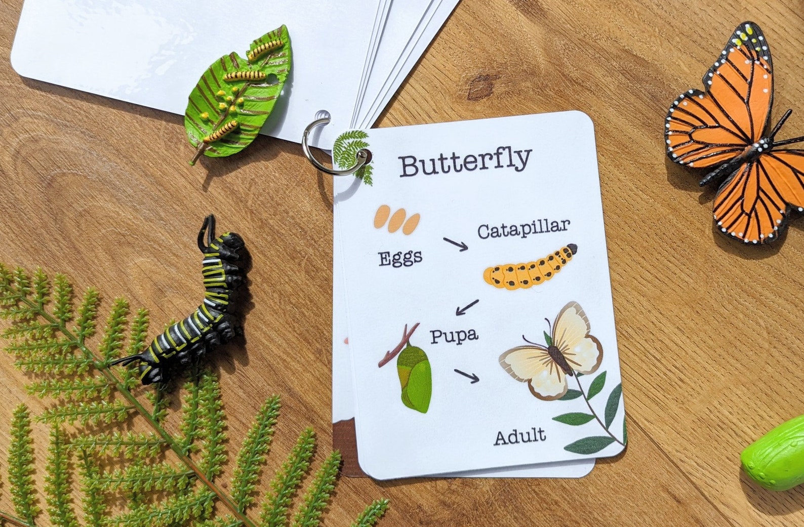 Nature Flash Cards Life Cycle Printable biology Instant Download Educational Printable Nature ...