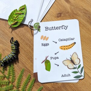 Nature Flash Cards Life Cycle Printable biology Instant Download ...