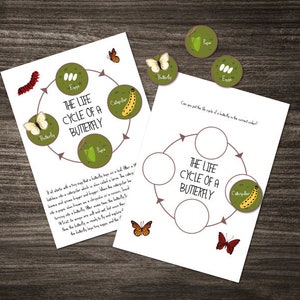 Life Cycle Activity Sheets Unit Study Pack Forest School Home School ...