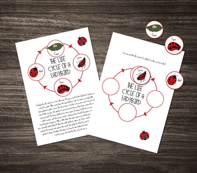 Life Cycle Activity Sheets Unit Study Pack Forest School Home School ...