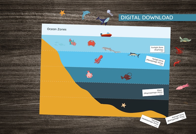 Oceans Zones Learning Pack Educational Learning Geography Biology ...