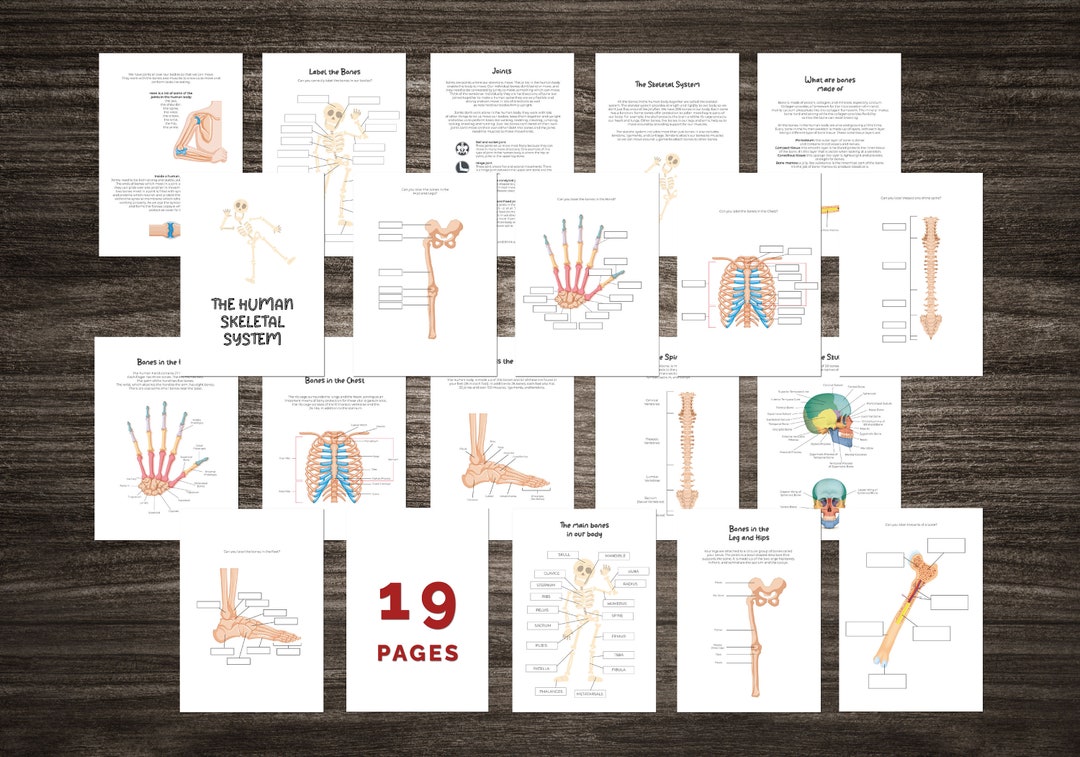 SKELETAL SYSTEM & BONES Unit Study Pack Biology Science Instant Digital ...