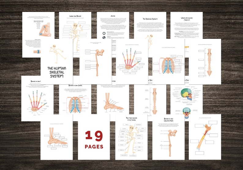SKELETAL SYSTEM & BONES Unit Study Pack - Biology - Science - Instant ...