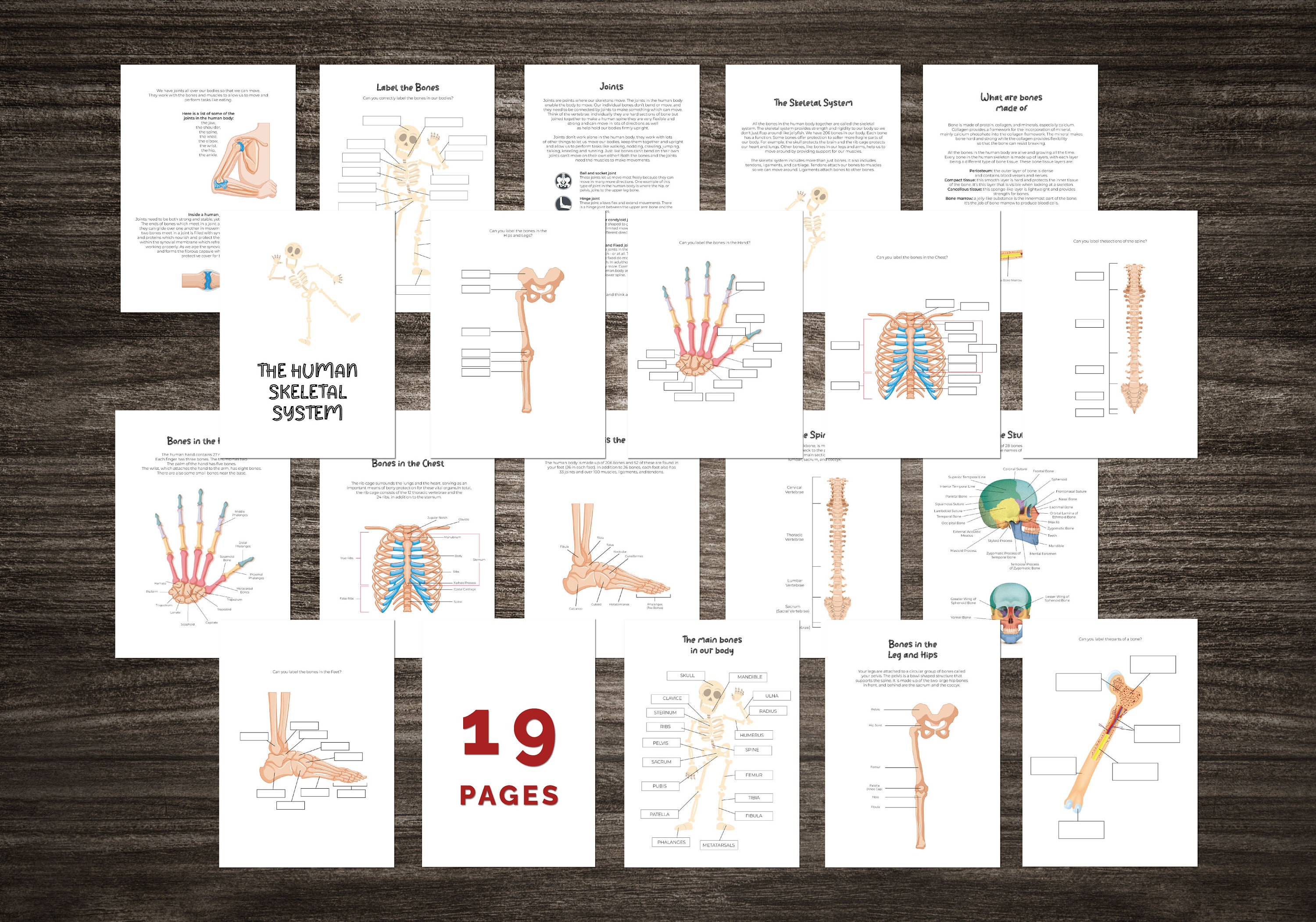 Skeletal System Study Pack: Biology & Science Learning (digital ...