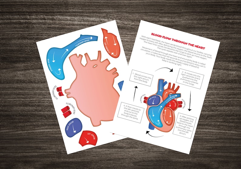 Heart Circulatory System Labelling Cut Out Model - Science / Biology ...