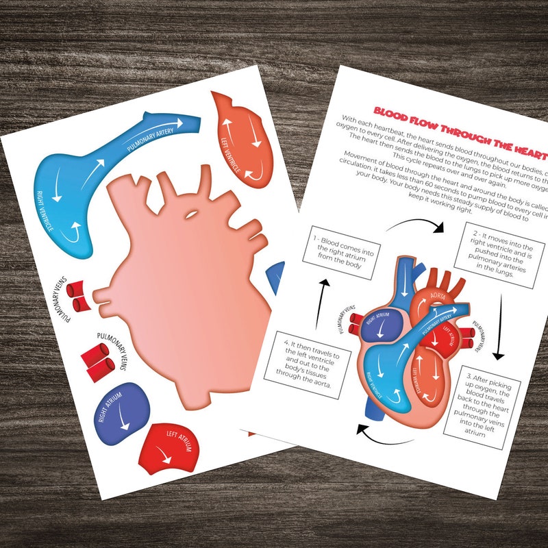 Label Parts of the Heart - Etsy