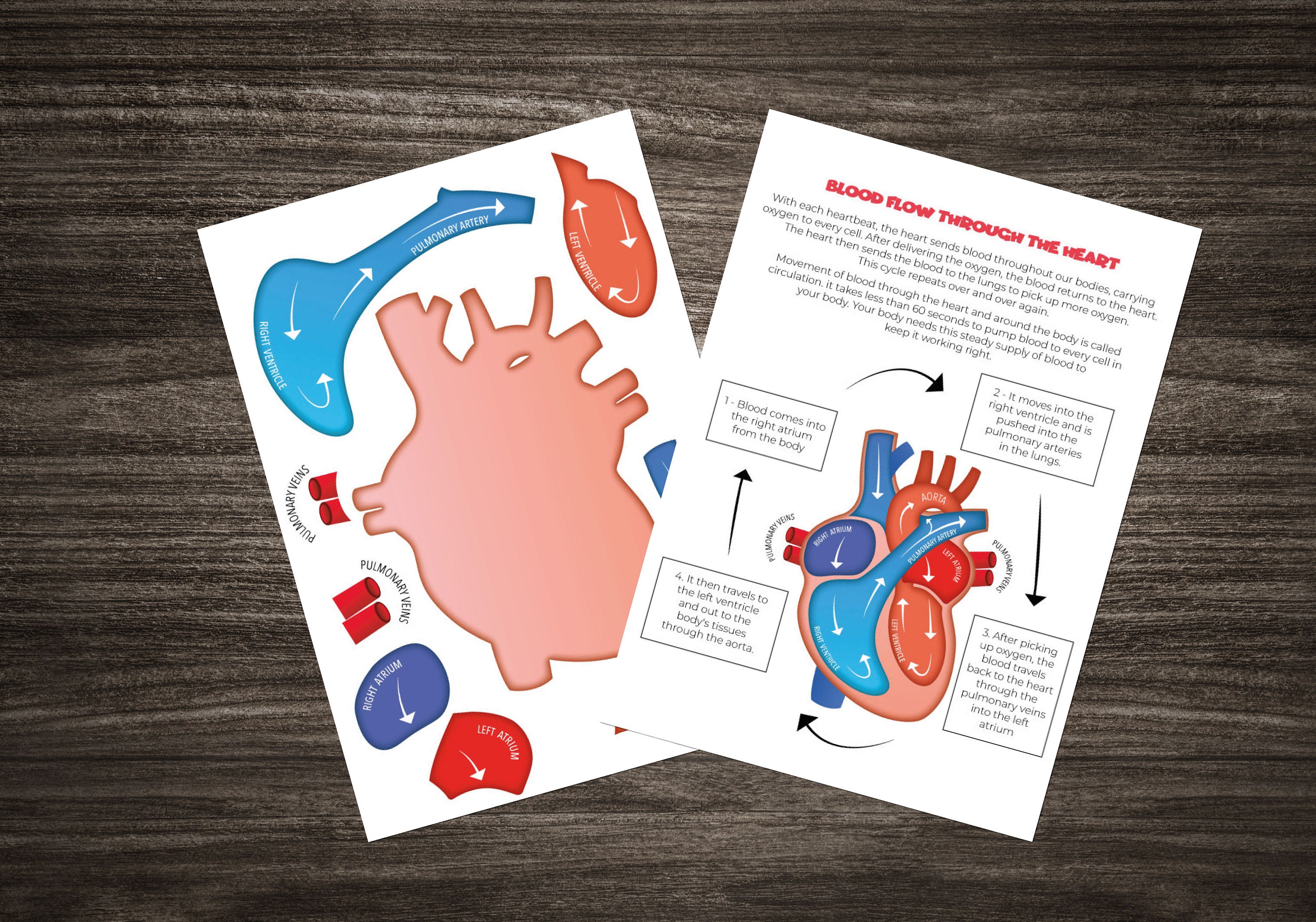 Heart Circulatory System Labelling Cut Out Model - Science / Biology ...