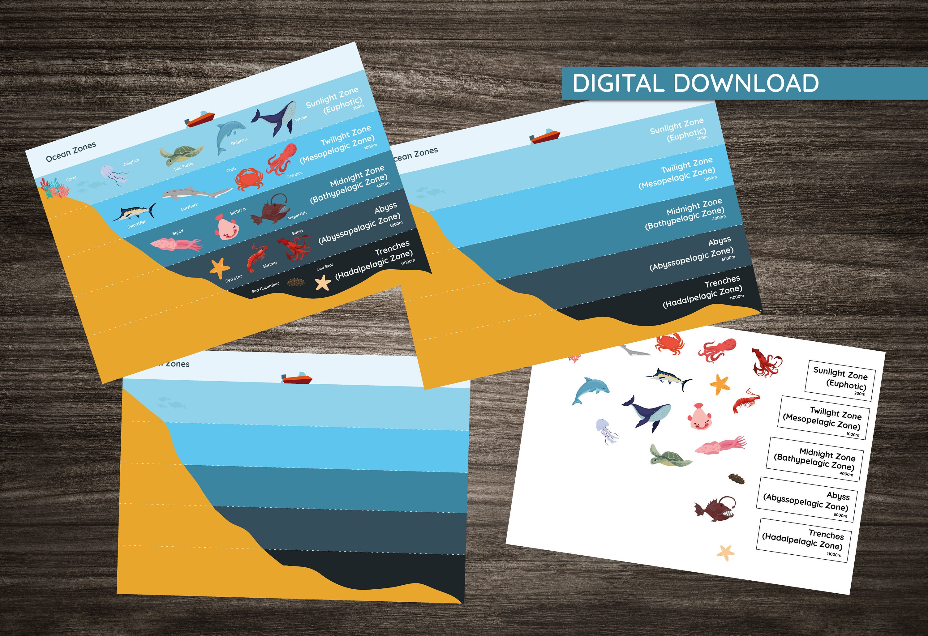 Oceans Zones Learning Pack Educational Learning Geography Biology ...