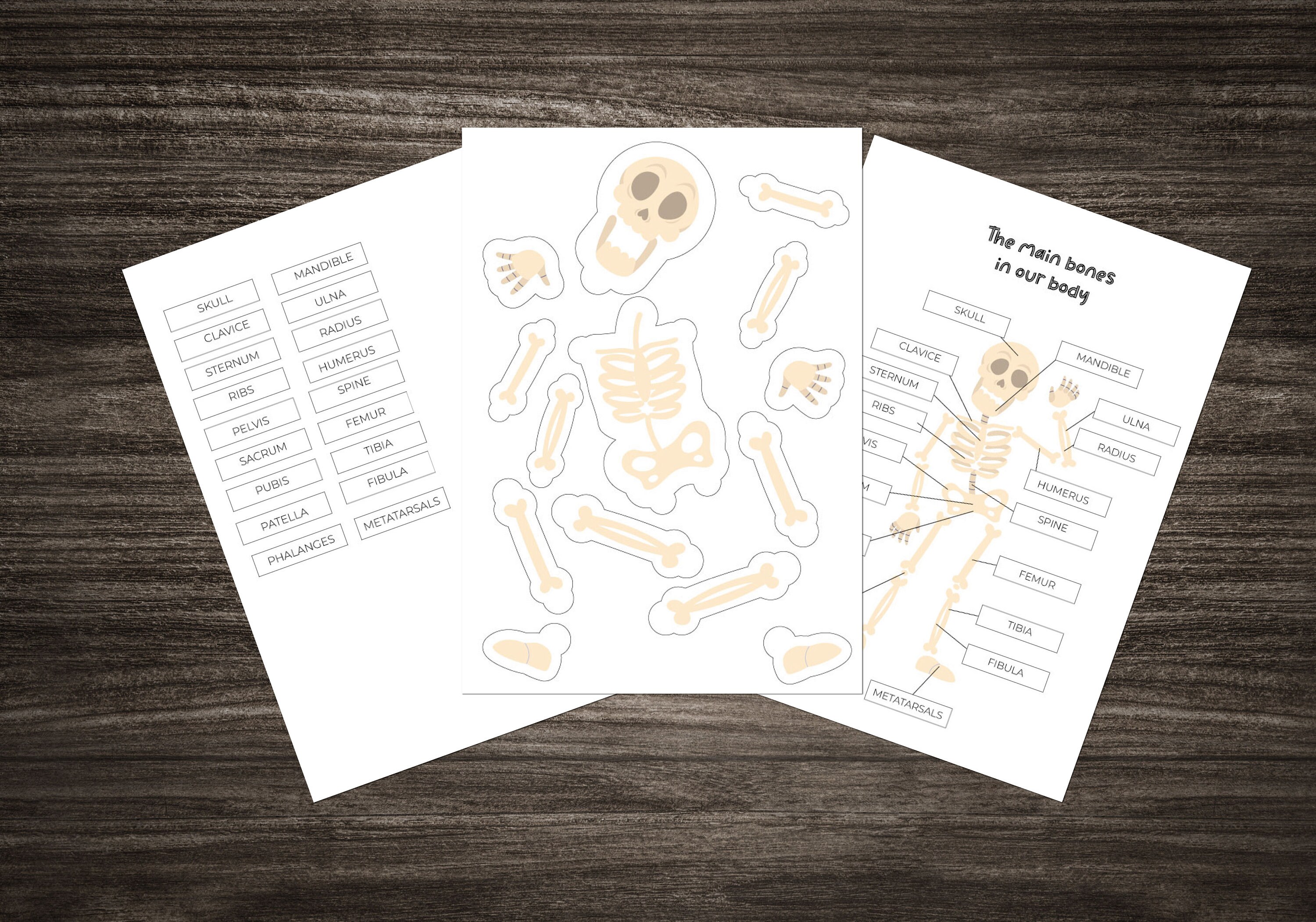 Skeleton Bones Labelling Cut Out Model - Science / Biology Activity ...