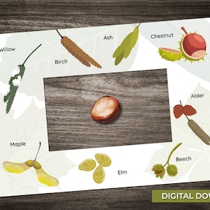 Nature Tree Leaf Seed Identification Cards and Sheets - Forest School ...
