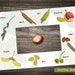 Tree Leaf & Seed Identification Cards: Forest School Printable (digital ...