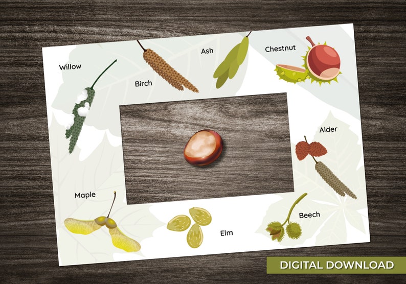 Nature Tree Leaf Seed Identification Cards and Sheets Forest School ...