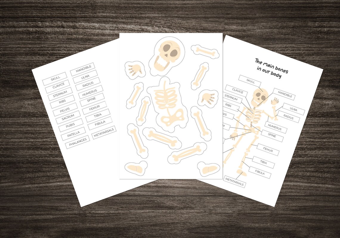 Skeletal System Study Pack: Biology & Science Learning (digital ...