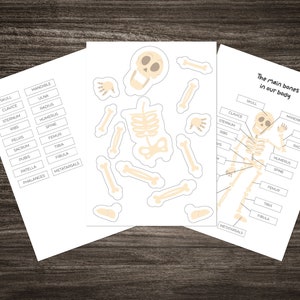 SKELETAL SYSTEM & BONES Unit Study Pack - Biology - Science - Instant ...