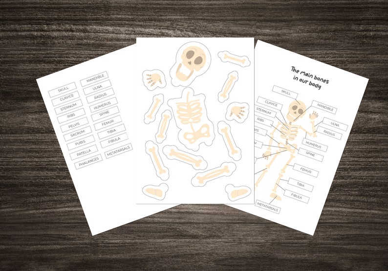 SKELETAL SYSTEM & BONES Unit Study Pack - Biology - Science - Instant ...