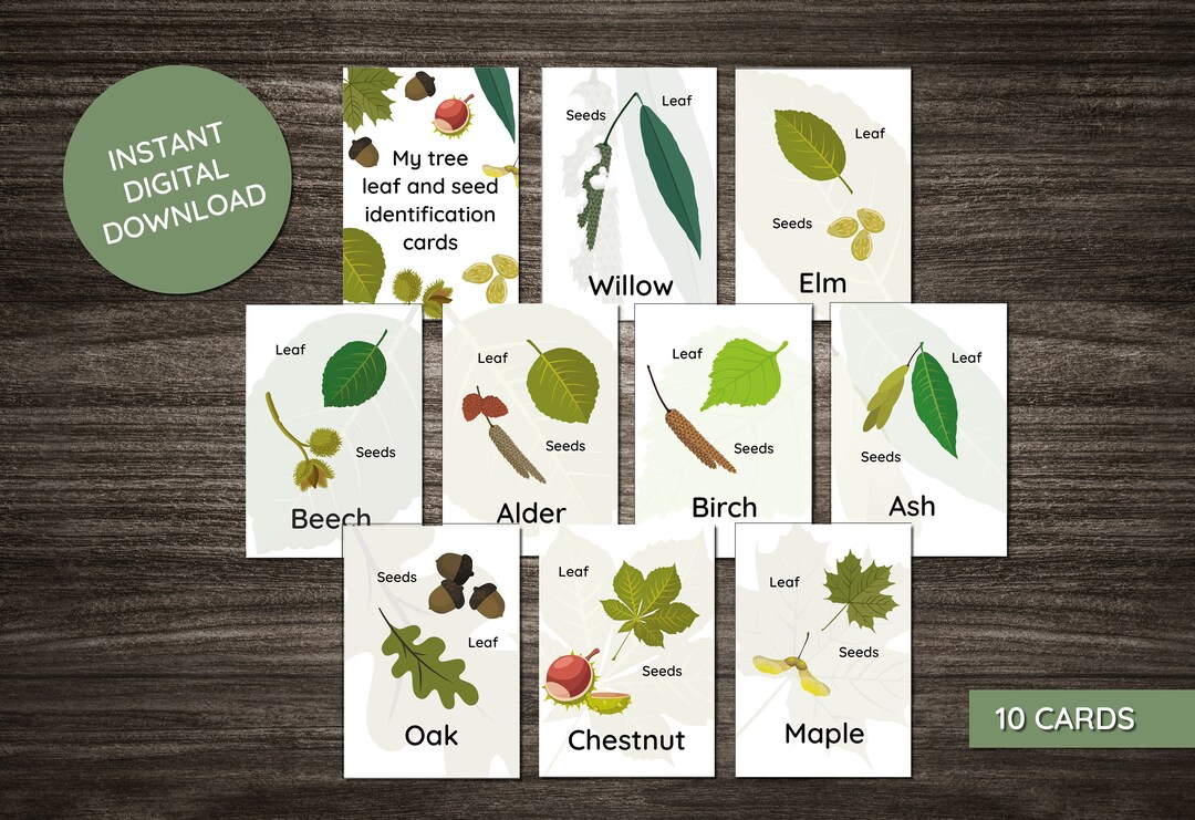 Nature Tree Leaf Seed Identification Cards and Sheets Forest School ...