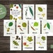 Tree Leaf & Seed Identification Cards: Forest School Printable (digital ...