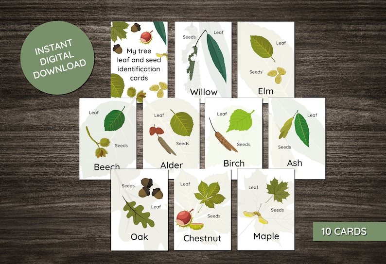 Nature Tree Leaf Seed Identification Cards and Sheets - Forest School ...