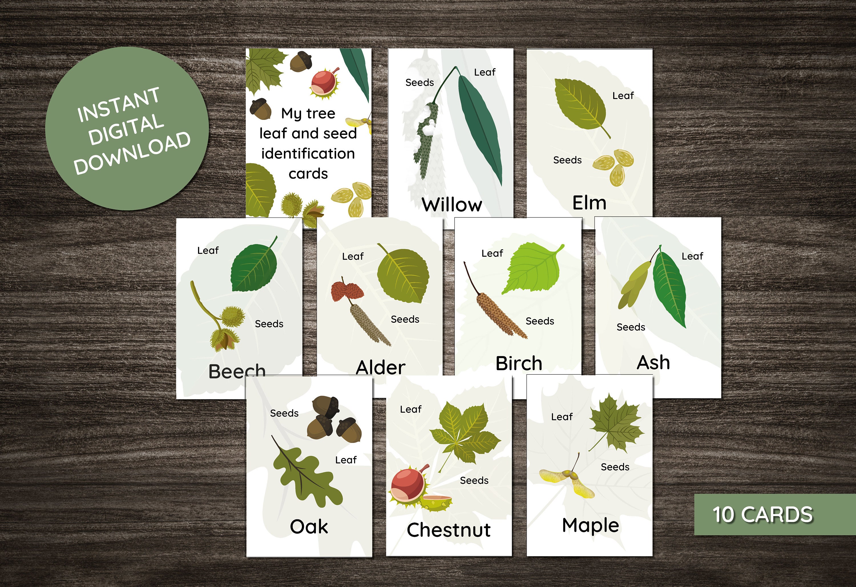 Tree Leaf & Seed Identification Cards: Forest School Printable (digital ...