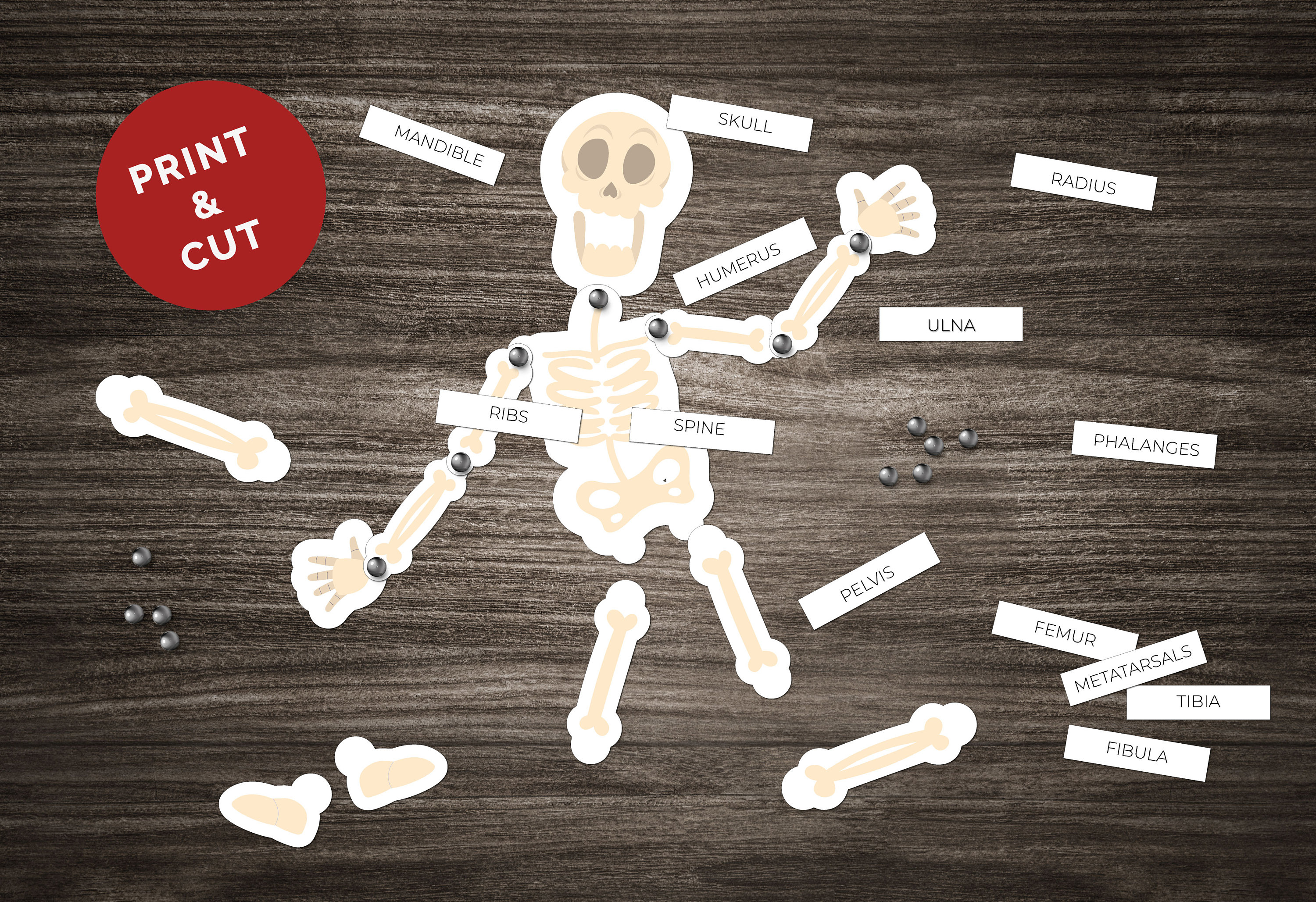 Skeleton Bones Labelling Cut Out Model - Science / Biology Activity ...