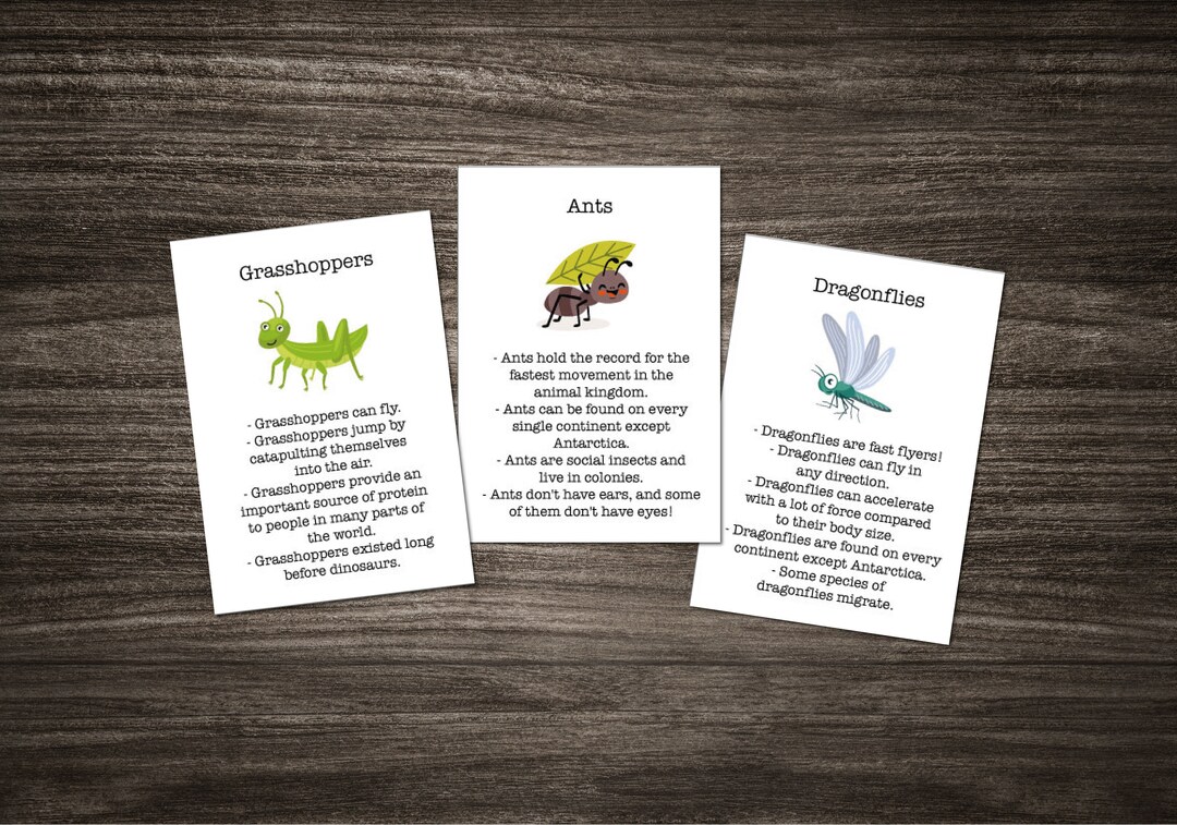 Nature Bug Mini Beast Insect Fact Flash Cards - 20 Cards - Science ...