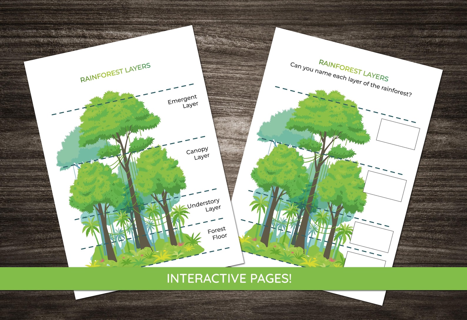 Rainforest Layers Activity Fact Pack - Geography Educational Printable ...