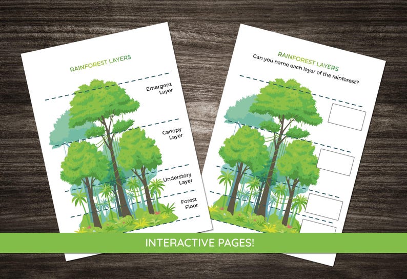 Rainforest Layers Activity Fact Pack - Geography Educational Printable ...