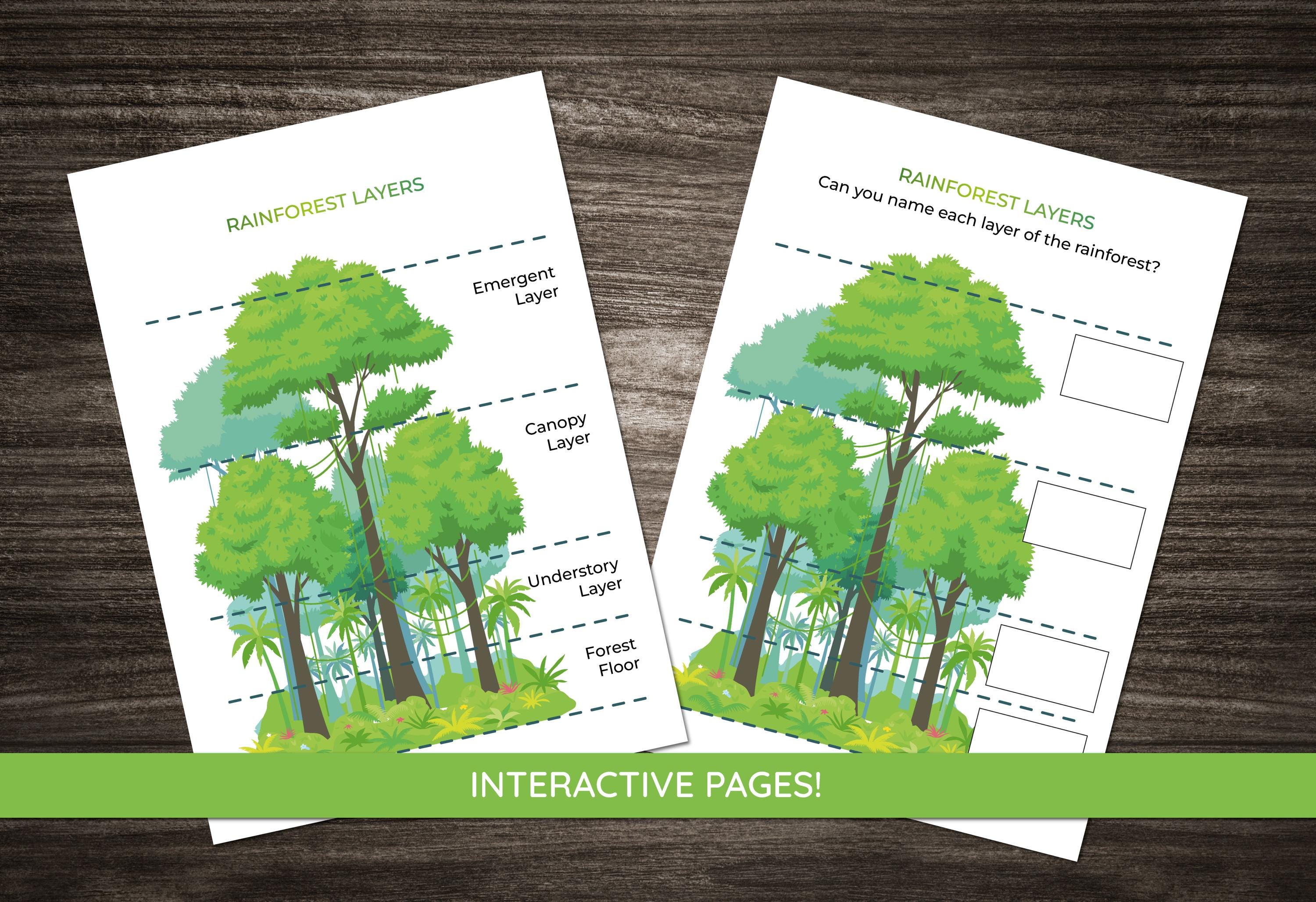 Rainforest Layers Activity Fact Pack - Geography Educational Printable ...