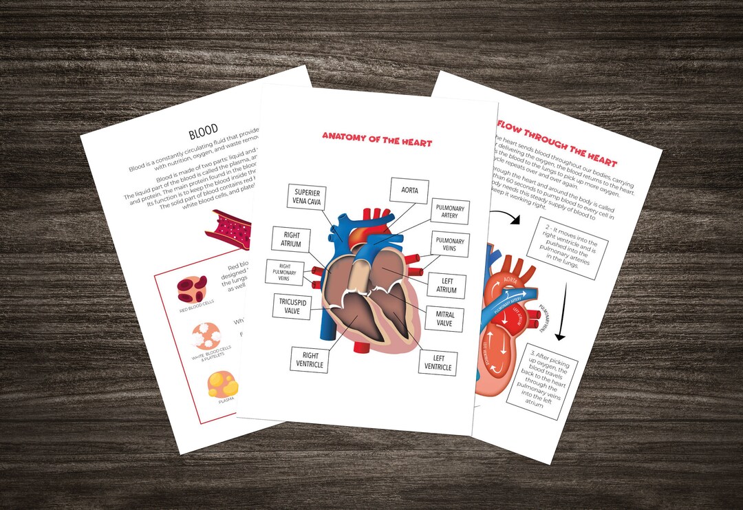 Heart, Circulatory System Learning Unit Study Pack - Biology - Science ...