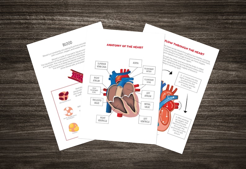 Heart, Circulatory System Learning Unit Study Pack - Biology - Science ...