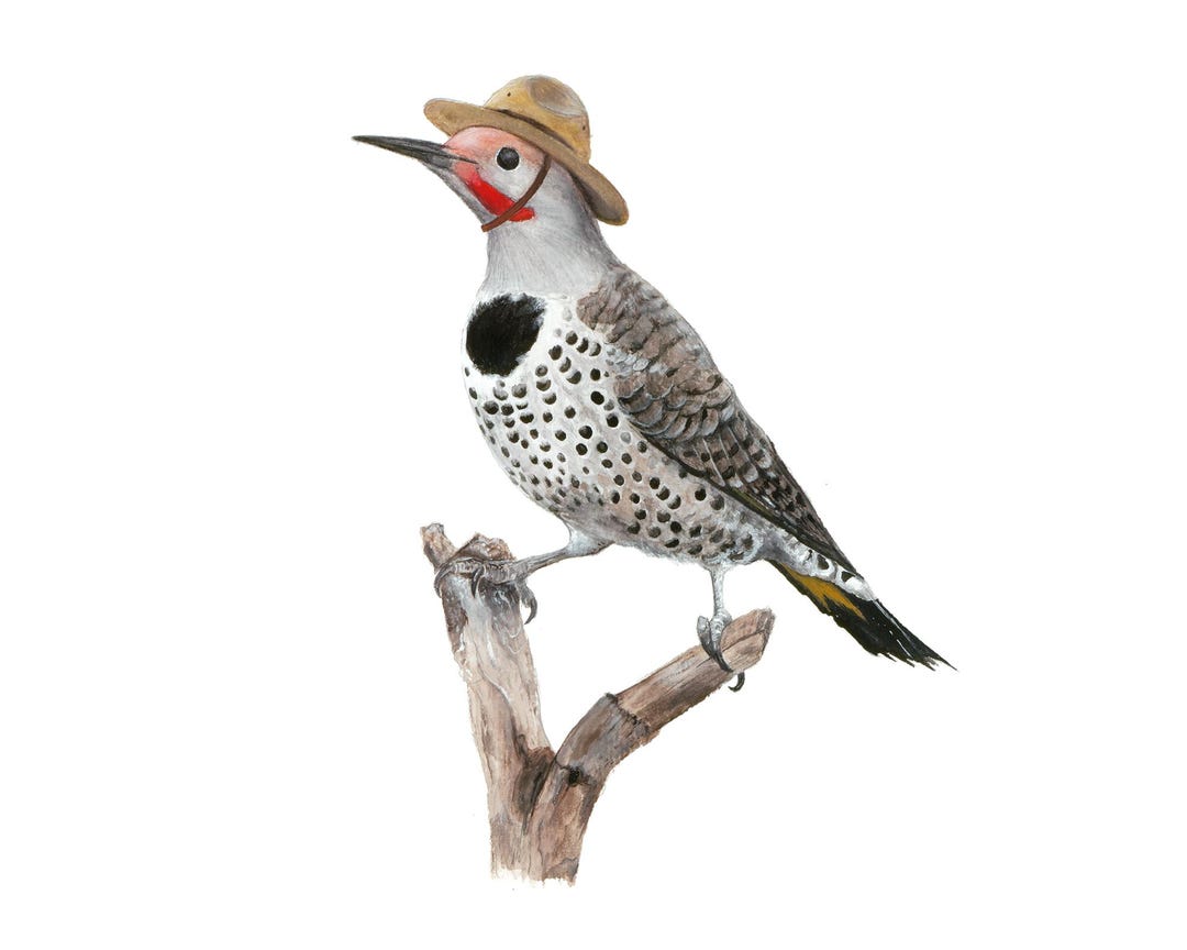 Art Print No.13 - "northern Flicker With Ranger" - Etsy