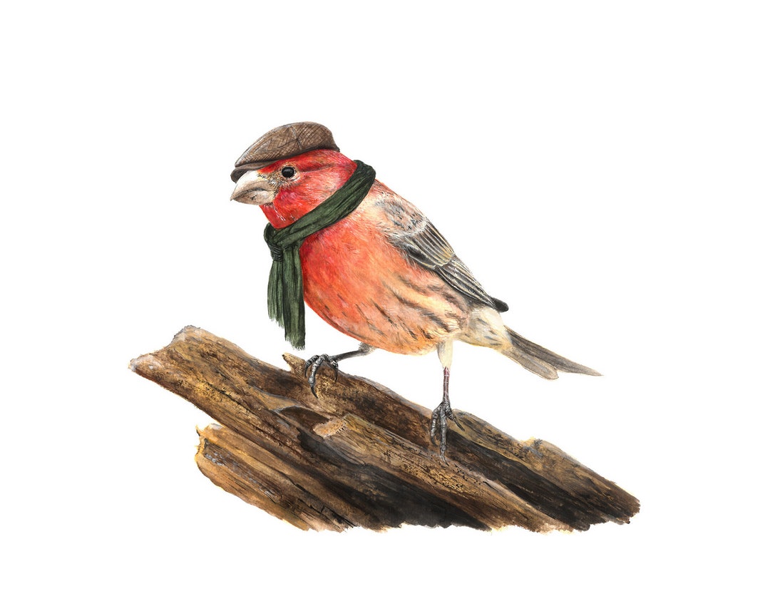 Art Print No.19 - "house Finch With Flat Cap" - Etsy