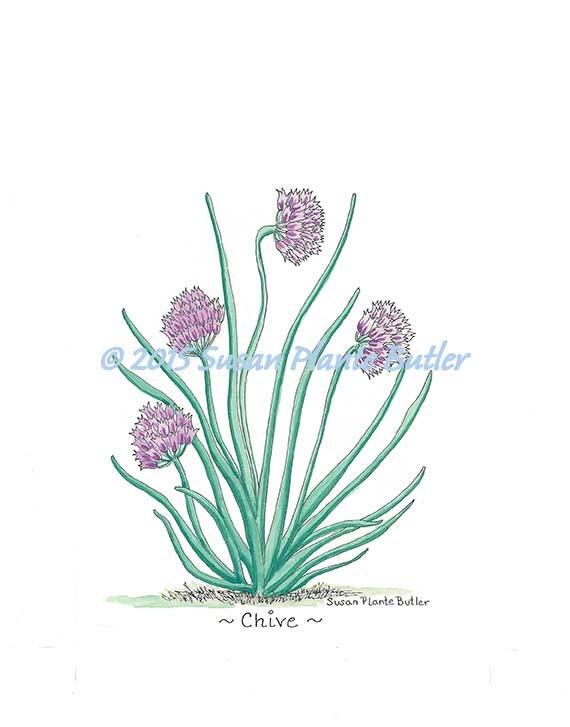 Chives Illustration