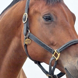 Personalized Bridle Name Tag for Horses | Custom Horse Halter Pet Tag ...