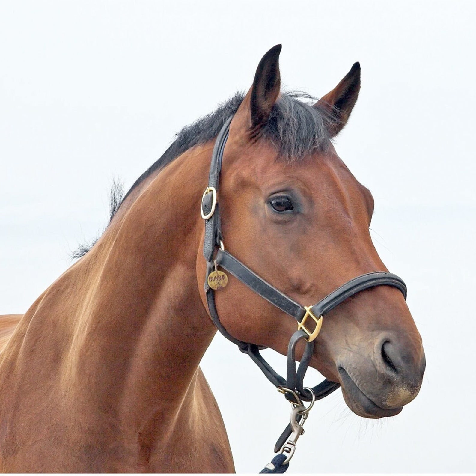 Personalized Bridle Name Tag for Horses | Custom Horse Halter Pet Tag ...