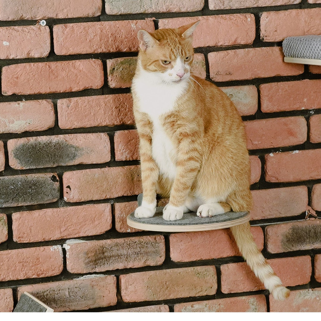 Wall Mounted Cat Steps Natural Wood Cat Stairs & Climbing Ladder for a ...