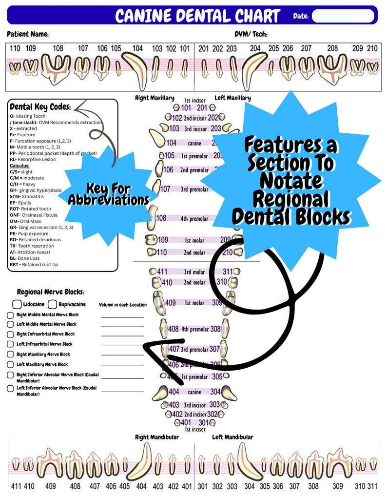 Veterinary Dental Chart Digital Download | Canine Feline Anatomy With ...