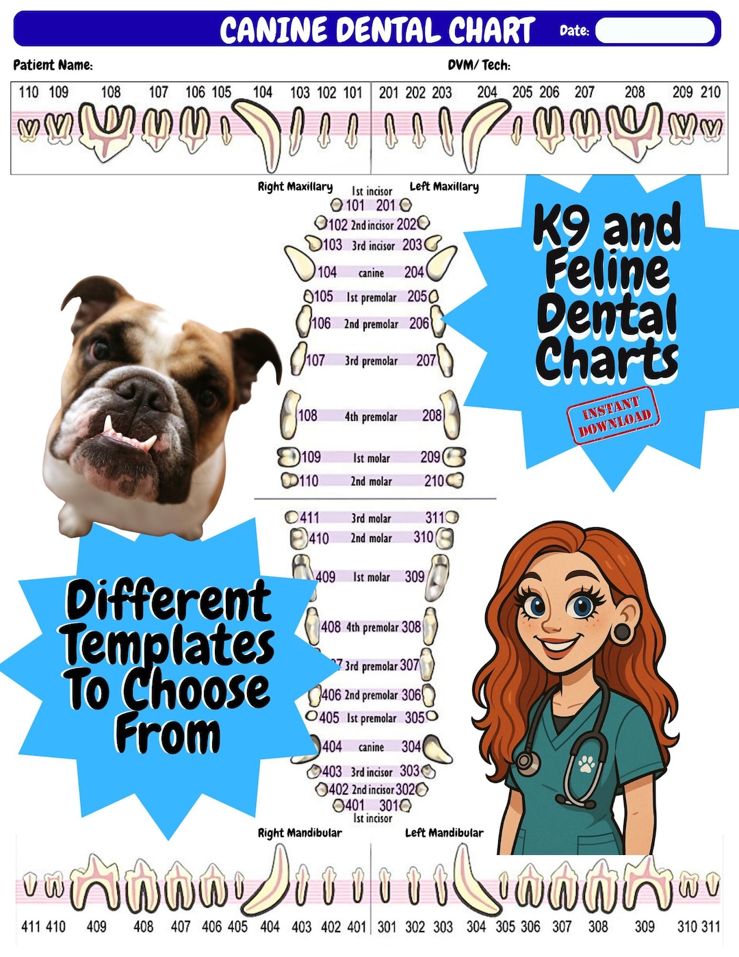 Veterinary Dental Chart Digital Download | Canine Feline Anatomy With ...