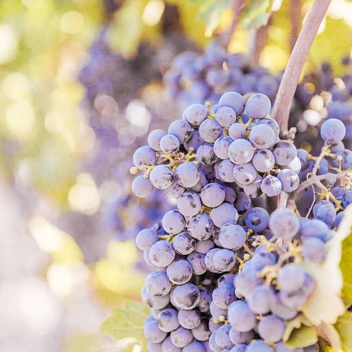 Grape Wall Print Kitchen Wall Decor Nature Photography Napa - Etsy