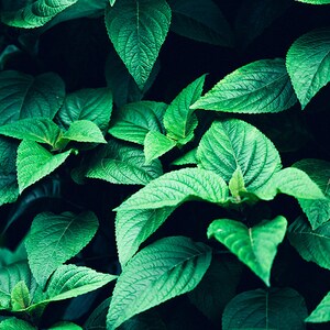 Nature Photography, Deep Green Botanical Print, Leaves, Natural Art ...