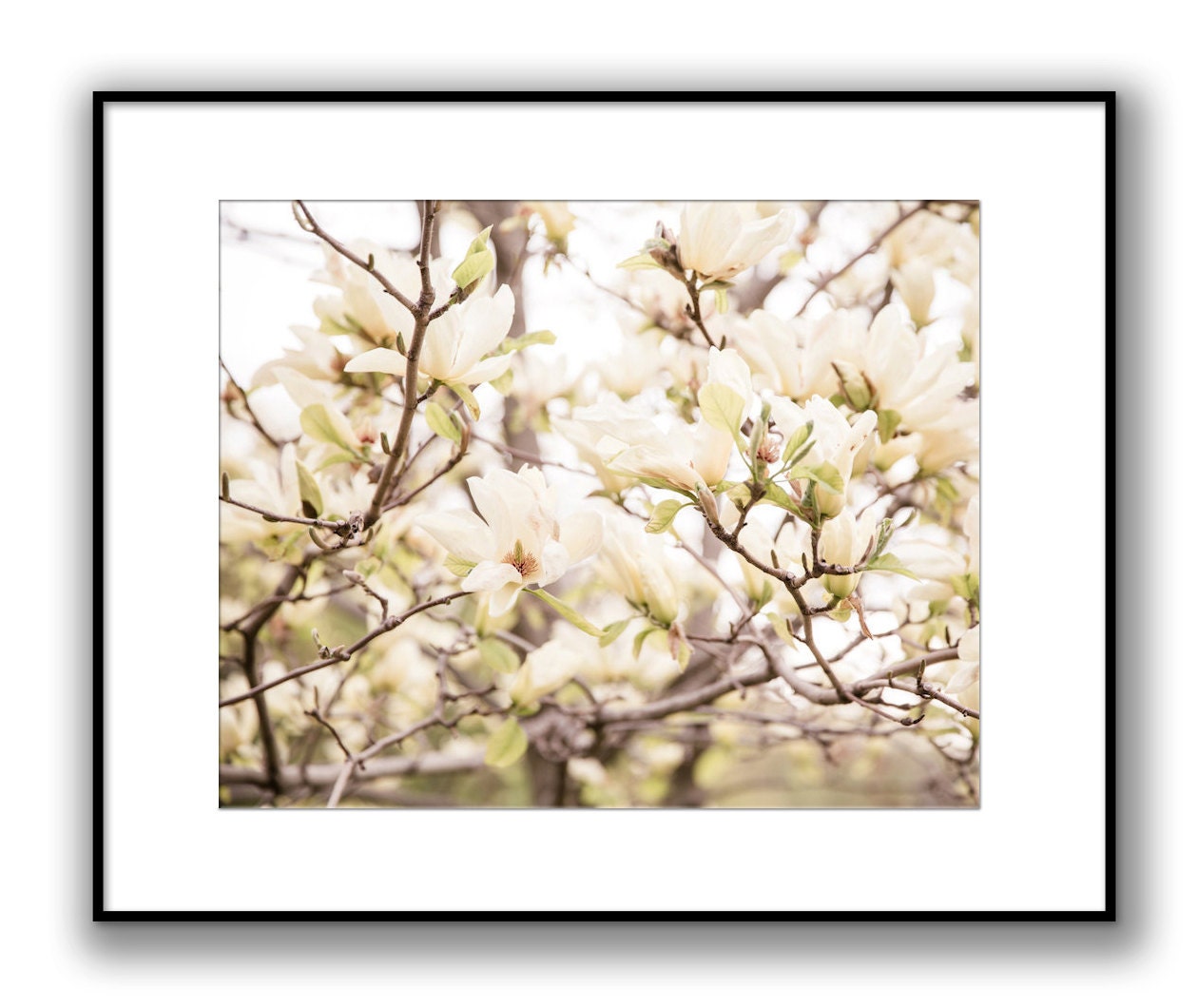 Flower Photography Spring Blooms Neutral Wall Art White - Etsy