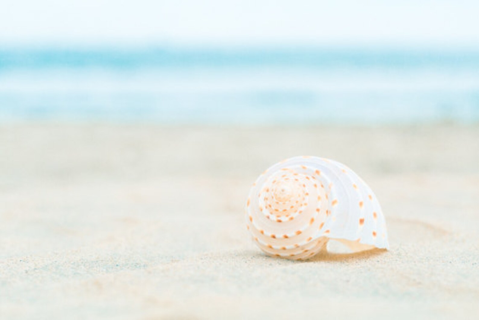Beach Photography Seashell Print Shell Aqua Blue Beige | Etsy