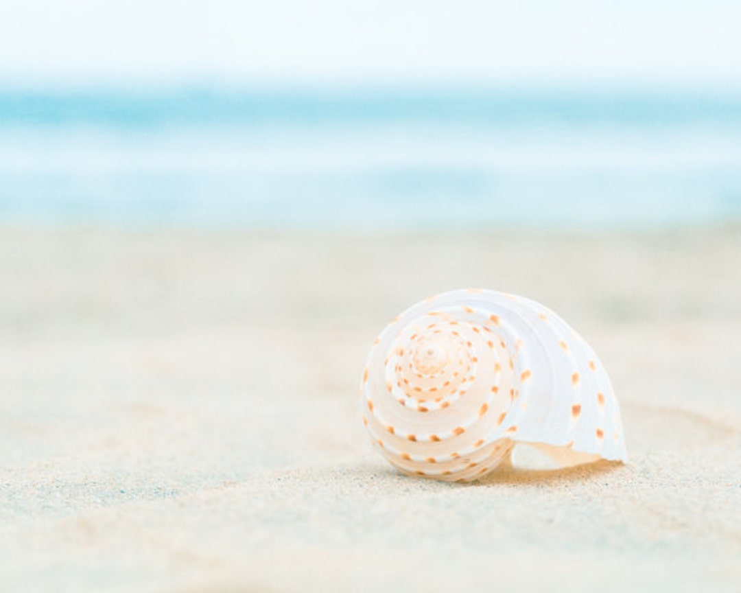 Beach Photography, Seashell Print, Shell, Aqua, Blue, Beige, White ...
