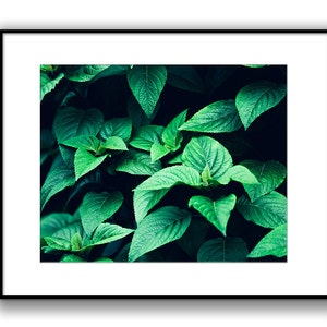 Nature Photography, Deep Green Botanical Print, Leaves, Natural Art ...
