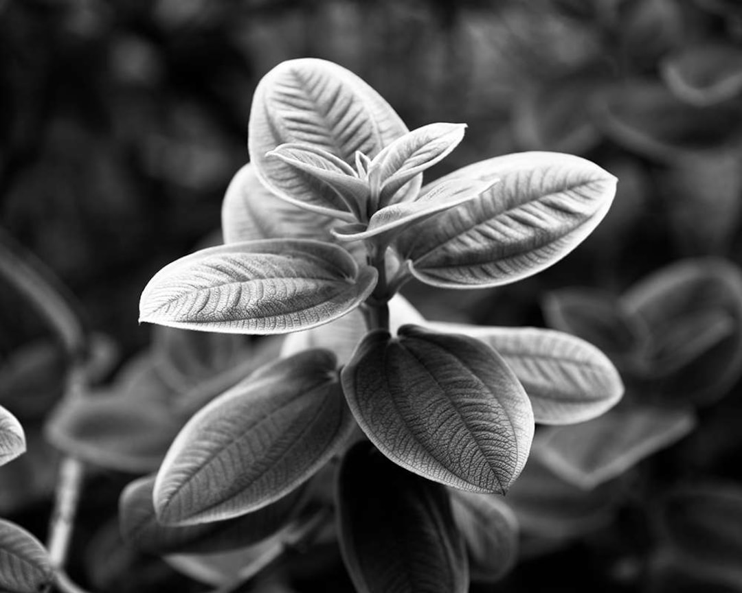 Black and White Nature Print, Nature Photography, Black and White Wall ...