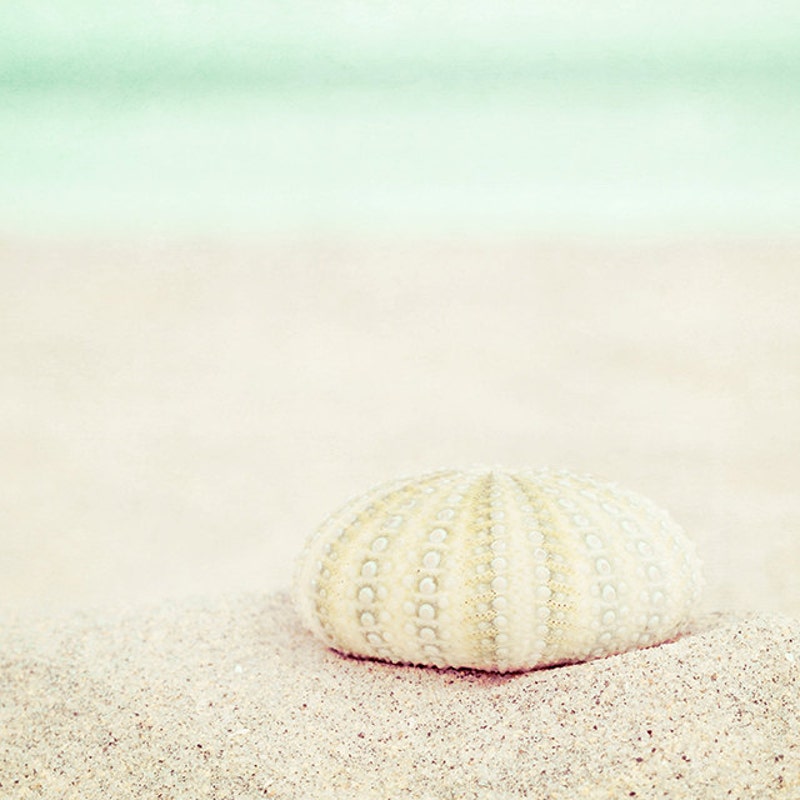 Green Seashells - Etsy