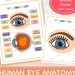 Human Eye Anatomy Printable Learning Binder, Toddler Activities ...